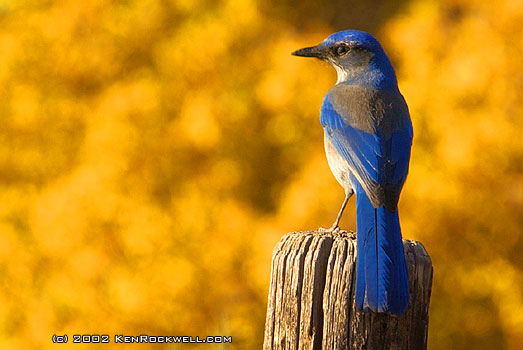 Blue Jay, Mesa Verde, Colorado © 2002 KenRockwell.com