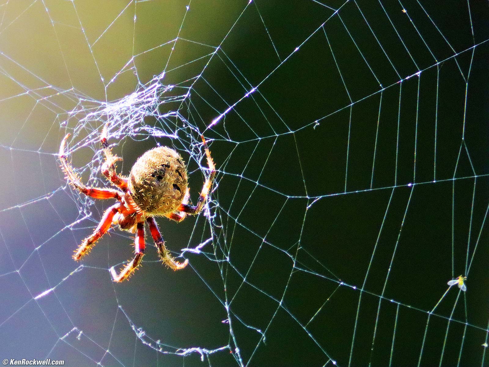 Canon EOS R100 Review & Sample Image Files by Ken Rockwell