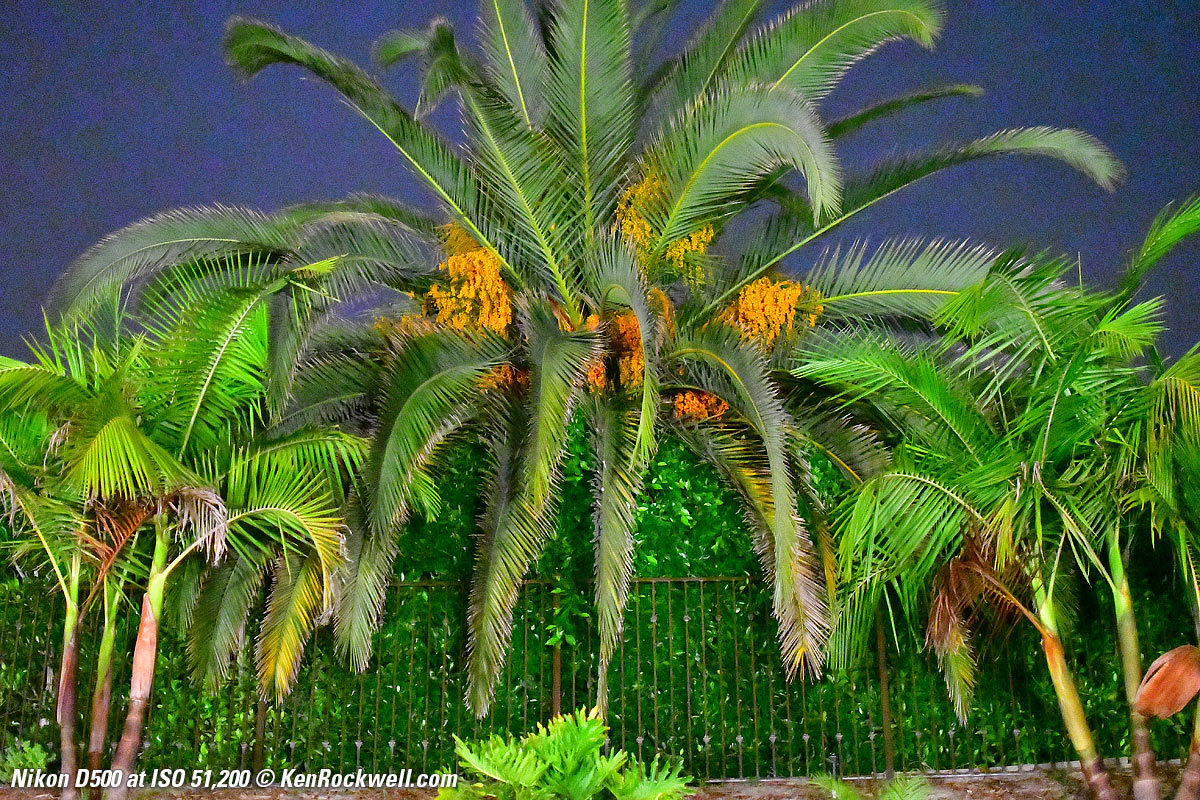 Nikon D500 Review & Sample Images by Ken Rockwell
